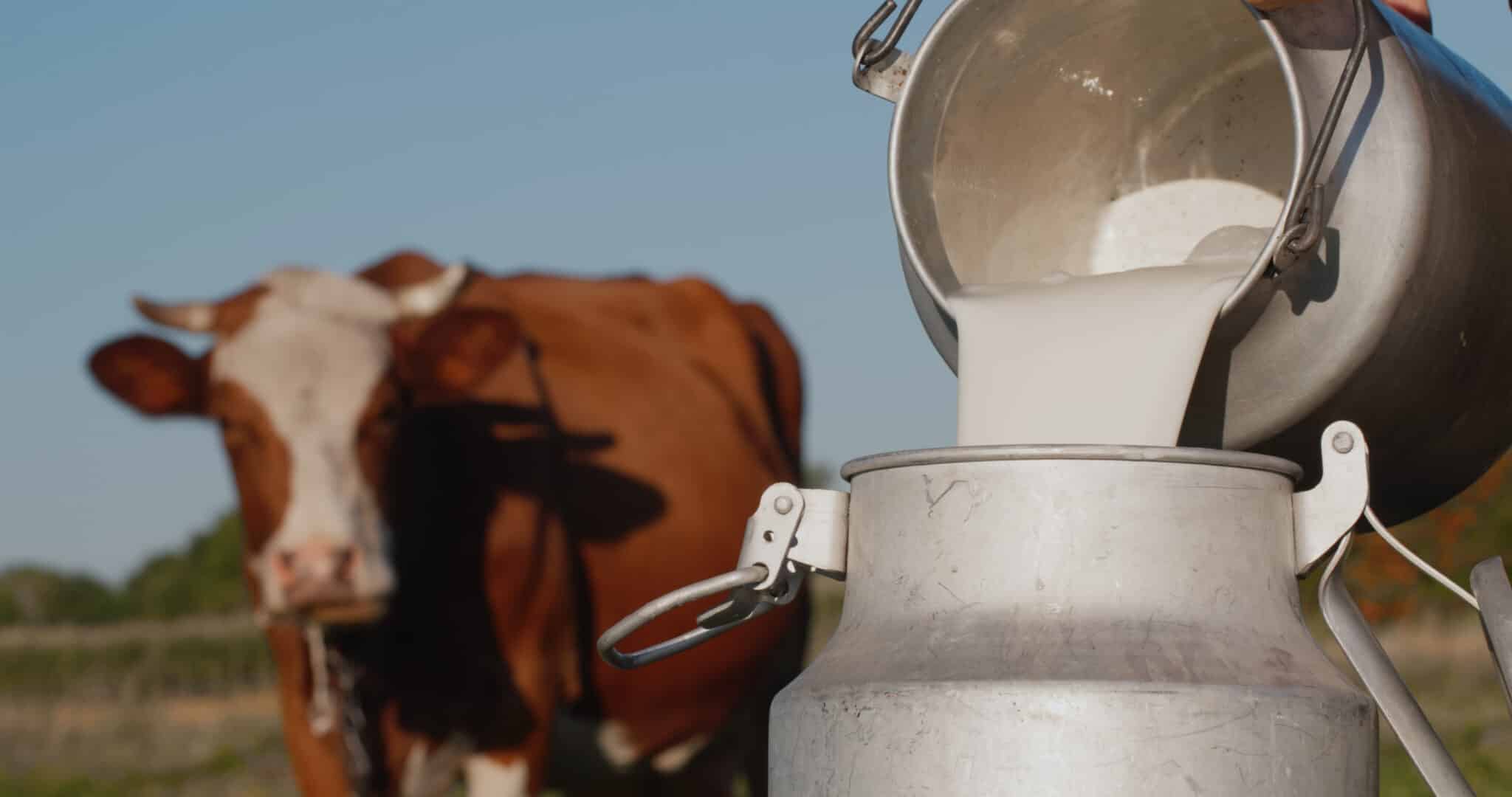 Queso fresco de vaca en casa 🧀 -Quesería Artesanal AMECO